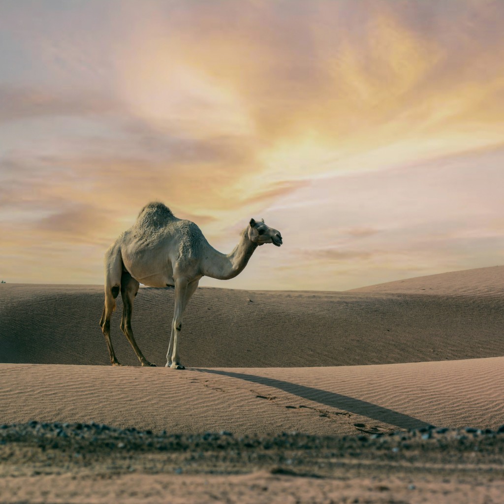 The 12 Best Things to Do in Mleiha – The UAE’s Archaeological Hub ...